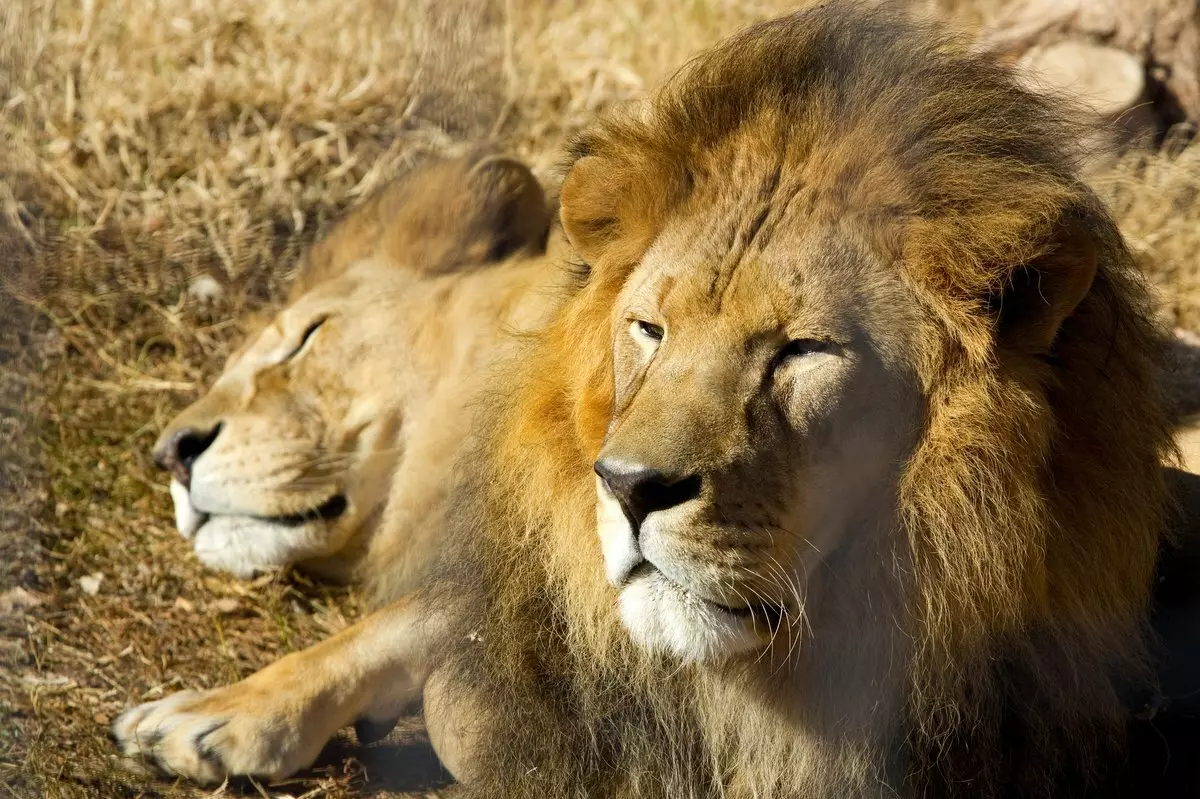 Katika zoo kuuawa simba mbili kwa ajili ya kuokoa kujiua