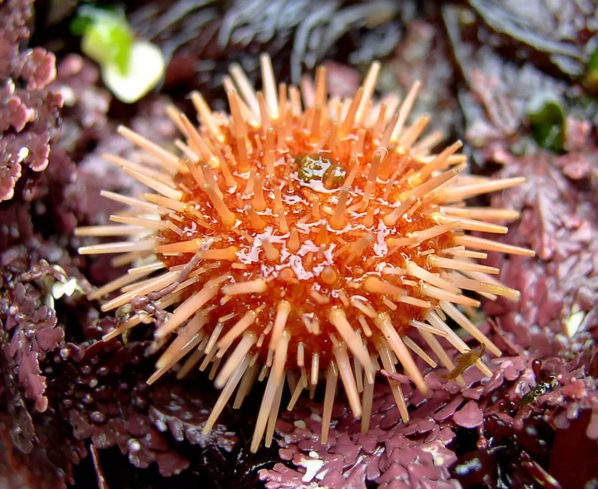 Sea Hedgehog õppinud mitte vananema