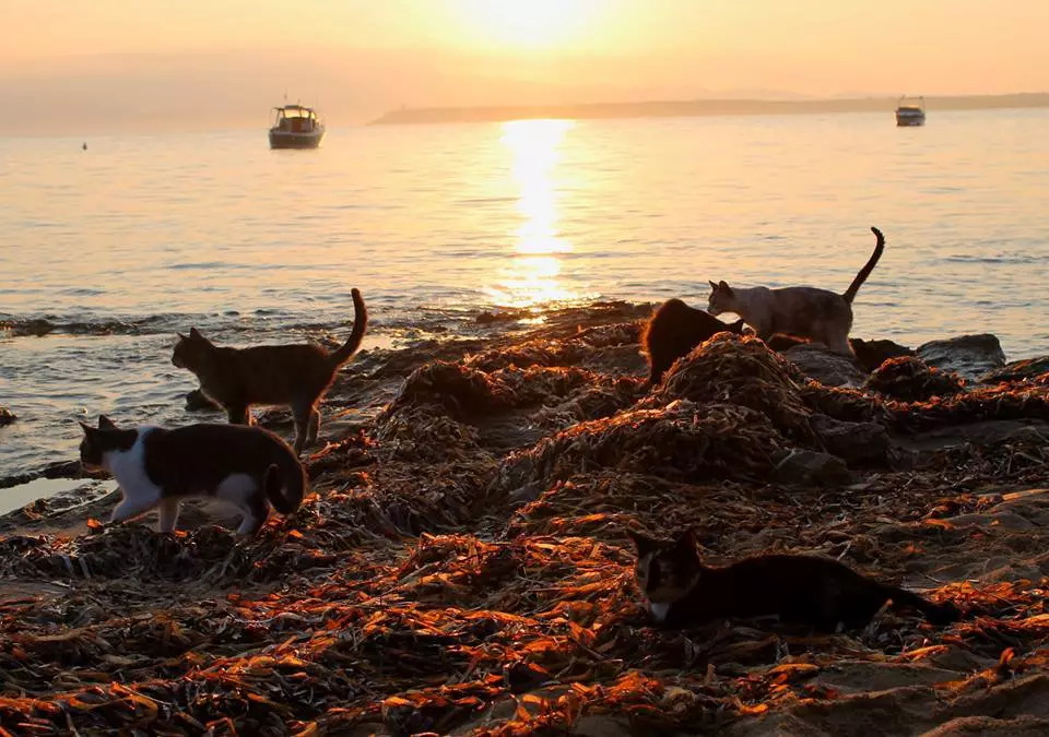 Feline Beach.