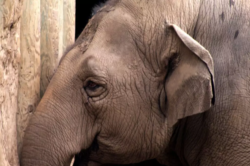 De oudste olifant stierf in de Japanse dierentuin