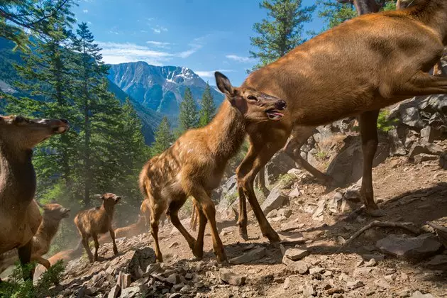 Impucuko yempucuko: I-Yellowstone 7091_14