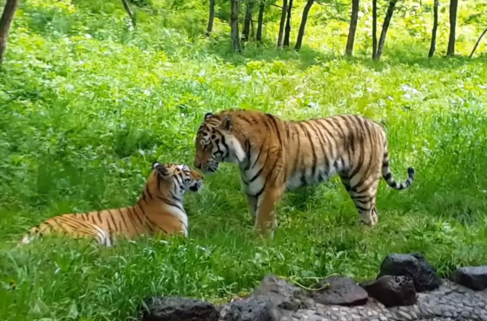O Tiger Amur tem um período de casado: vídeo