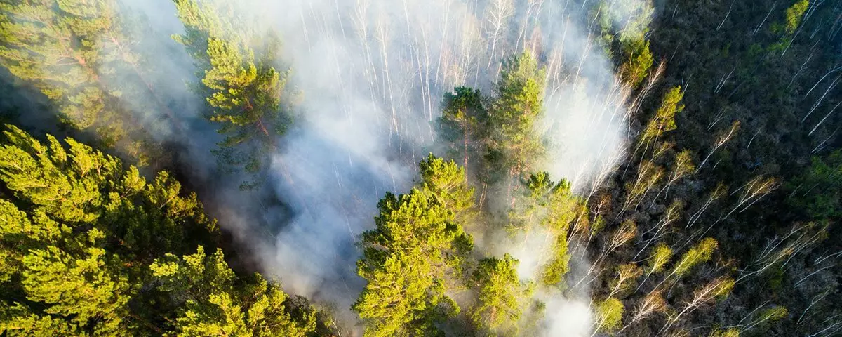 Greenpeace: 3,5 milioi hektarea basoan erre ziren Errusian