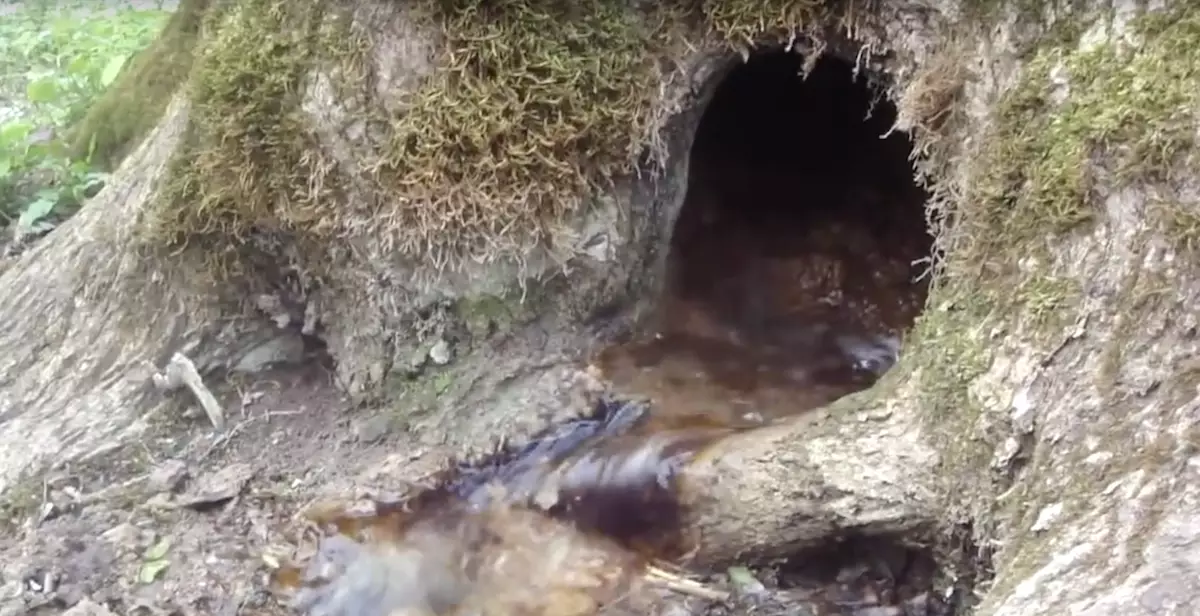 Miracles costat de nosaltres: arbre sorprenent en Stavropol