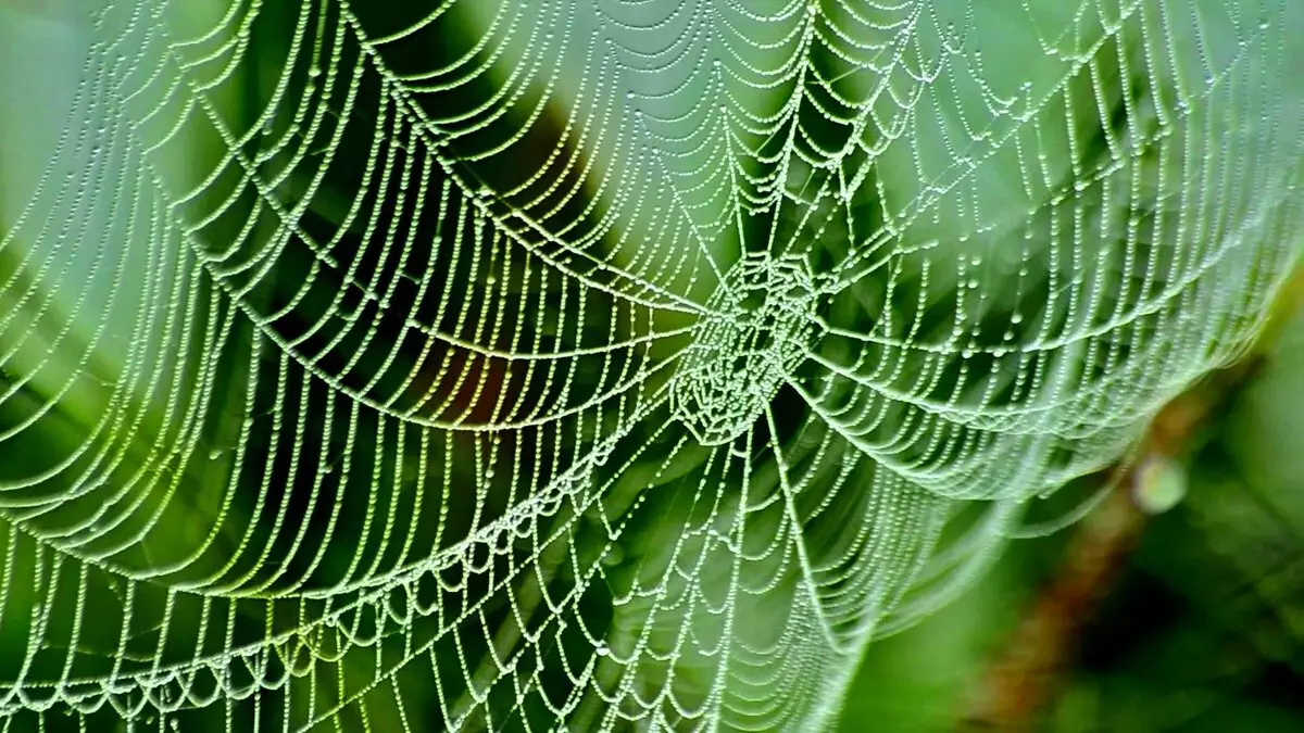 Aranhas capturadas na cidade australiana: vídeo