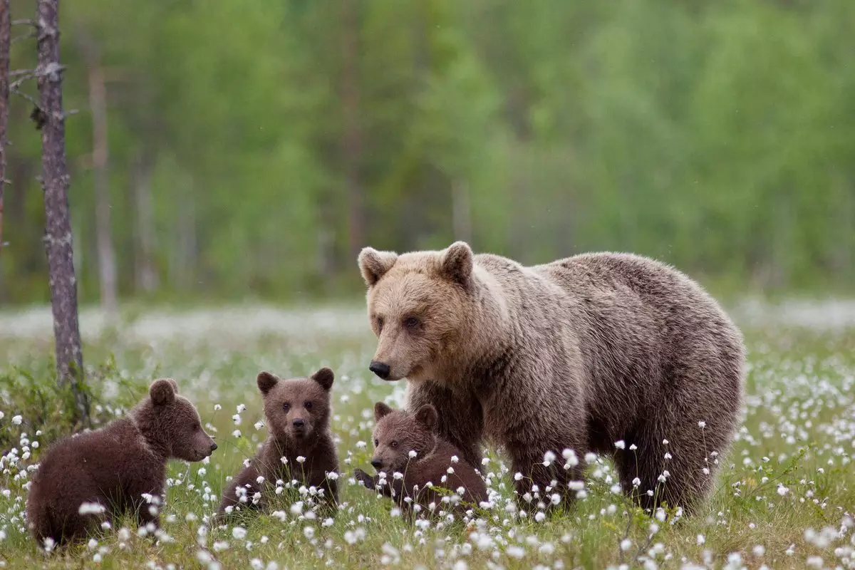 I le "Pou" amata faaipoipoga bearish faaleoleo