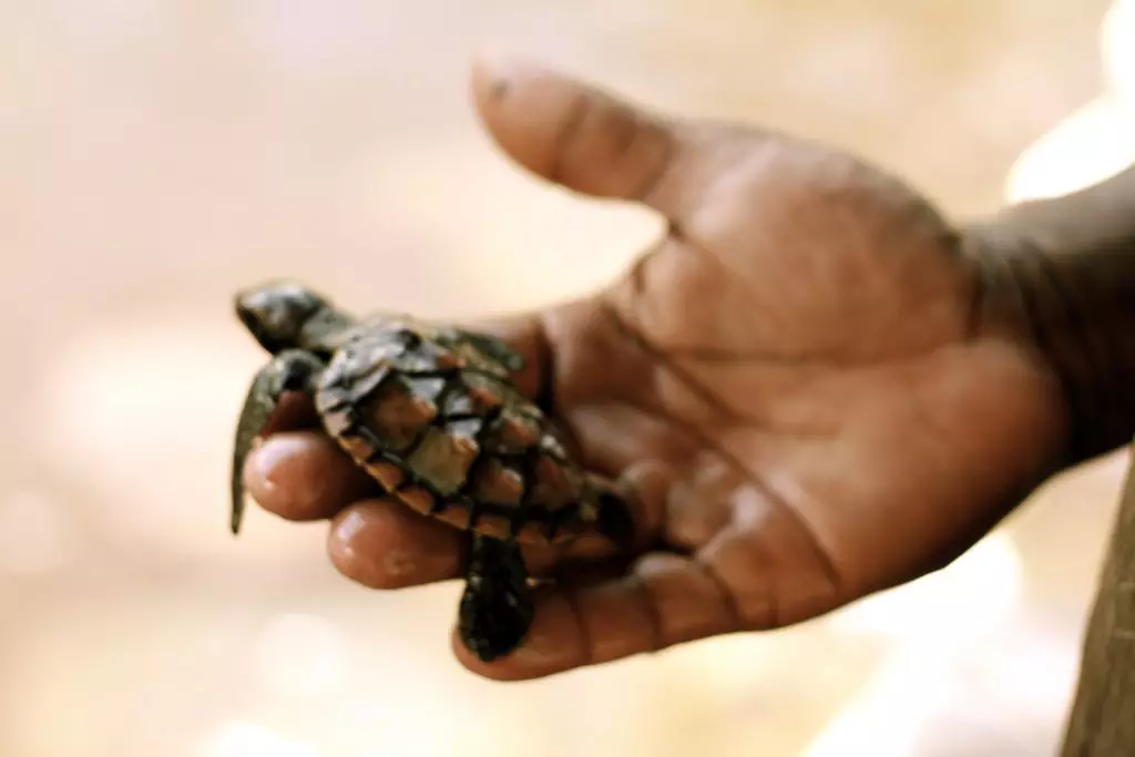 gipnoz ostida Kaplumbağalarınız: Malayziya biolog tajribasi