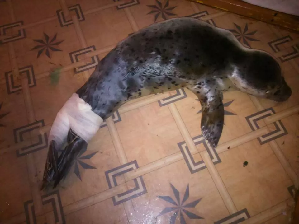 On Sakhalin, children scored a young seal before death