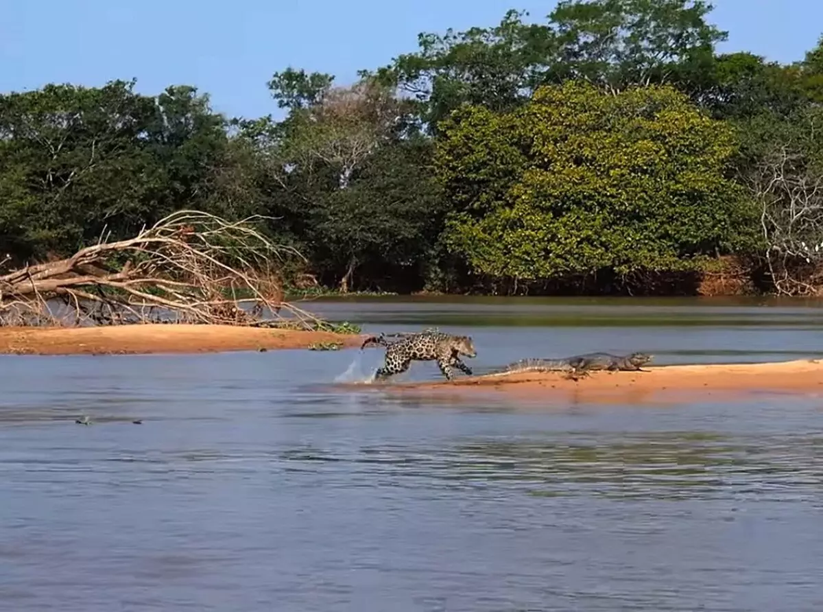 Jaguar វាយប្រហារក្រពើ: វីដេអូ