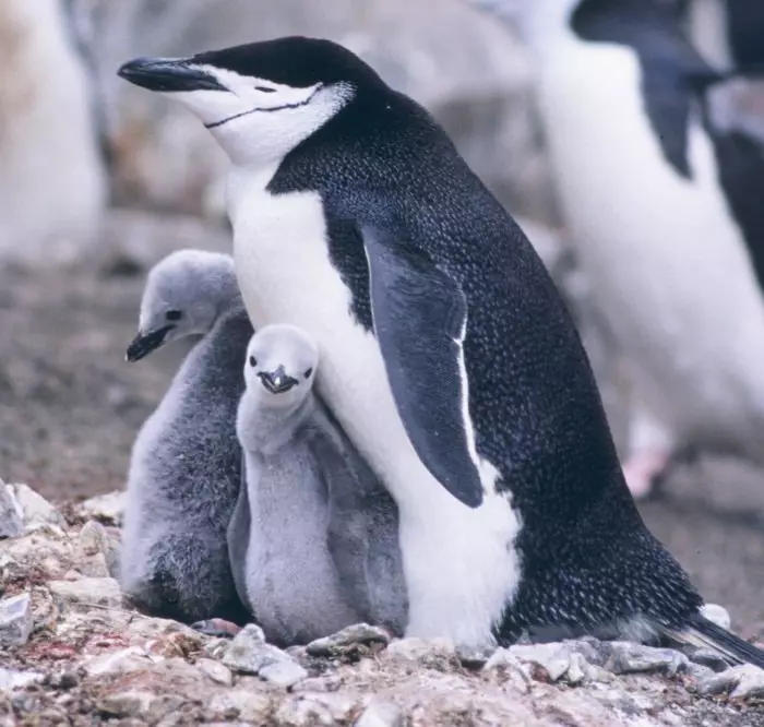 Pinguine an den Antarktis bedroht déi explodéiert Vulkano