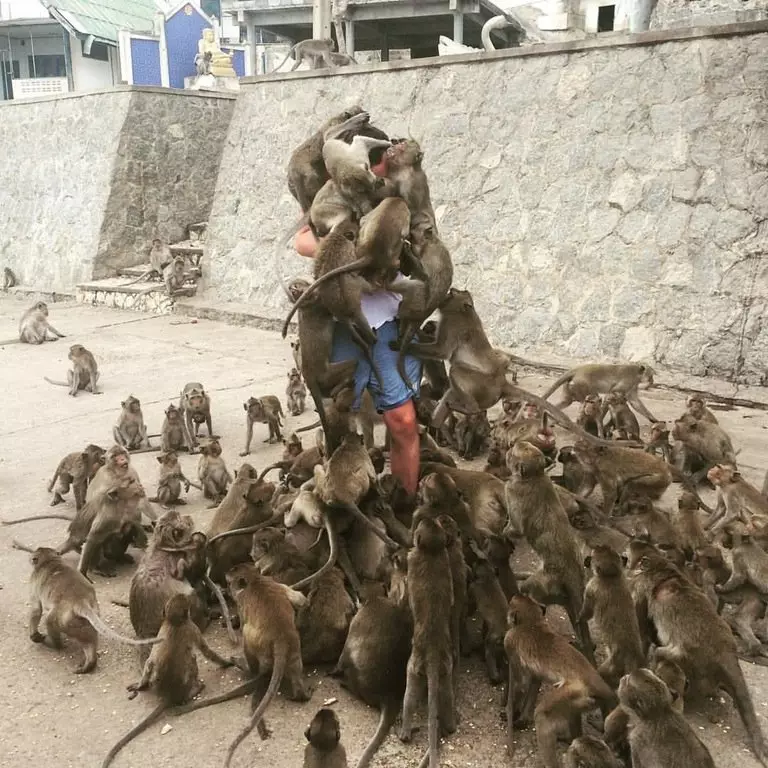 ເປັນຫຍັງ monkeys feed ຕ້ອງລະມັດລະວັງ: ຮູບພາບ