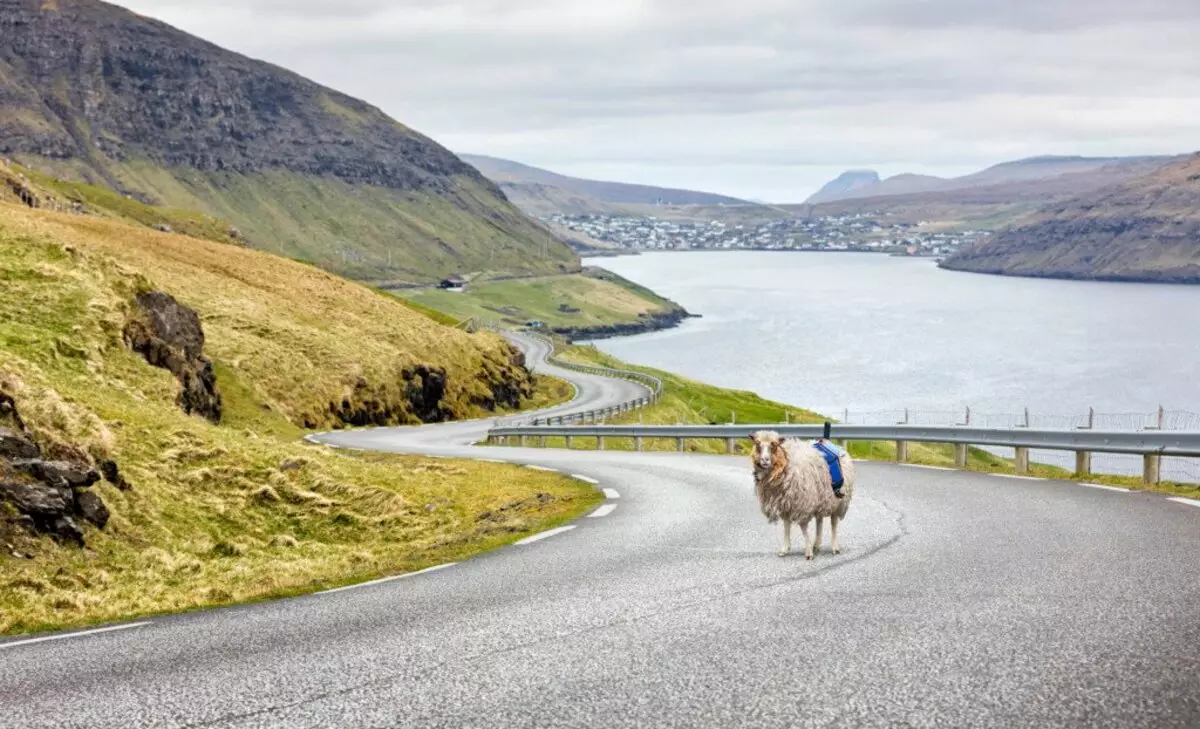 Farorijas cenšas piesaistīt Google aitu uzmanību