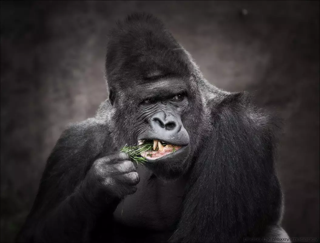 Gorilak kaloria jende hobea hartzen dute