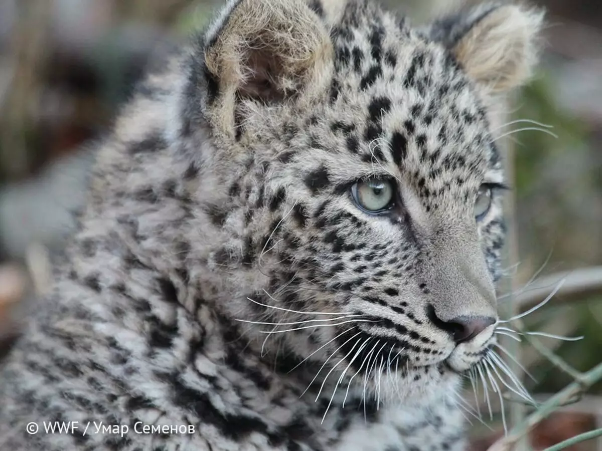 Russia has produced the world's first experience of the reintroduction of the leopard