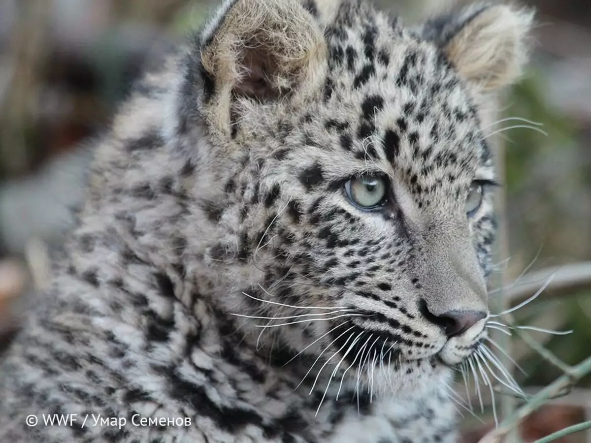 Russland huet d'éischt d'Welt d'éischt Erfahrung vun der Reintroduktioun vum Leopard produzéiert