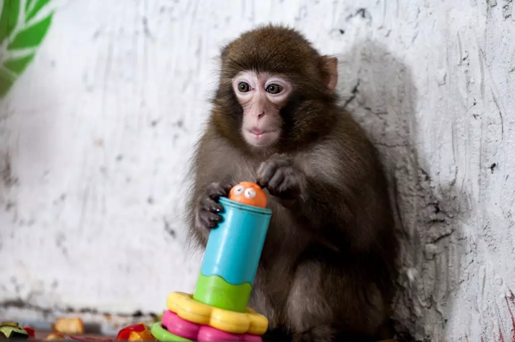 Jekaterinburga zoo ņem rotaļlietas dzīvniekiem