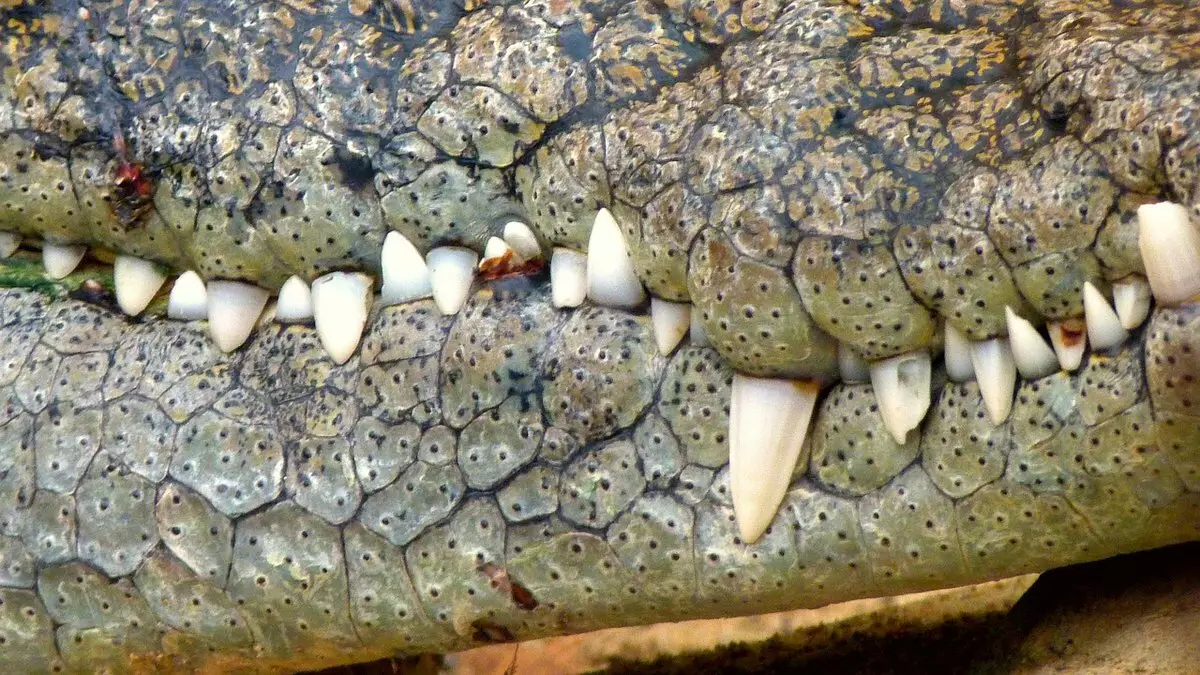 Entretenimiento salvaje: en Tailandia, turistas alimentados con cocodrilos de la balsa.