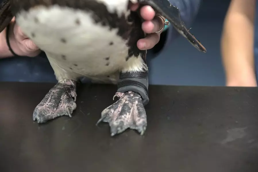 Яраланган пингвин 3D аяк киеме алды: видео