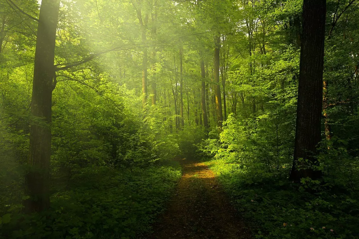 لیبر کے 37 سال: کے طور پر ایک شخص کو ایک بہت بڑا جنگل اٹھایا