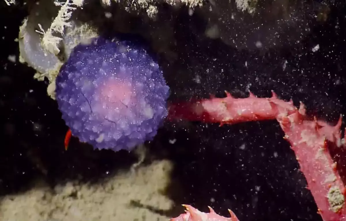 Ve spodní části oceánu byla nalezena nová forma života: Video