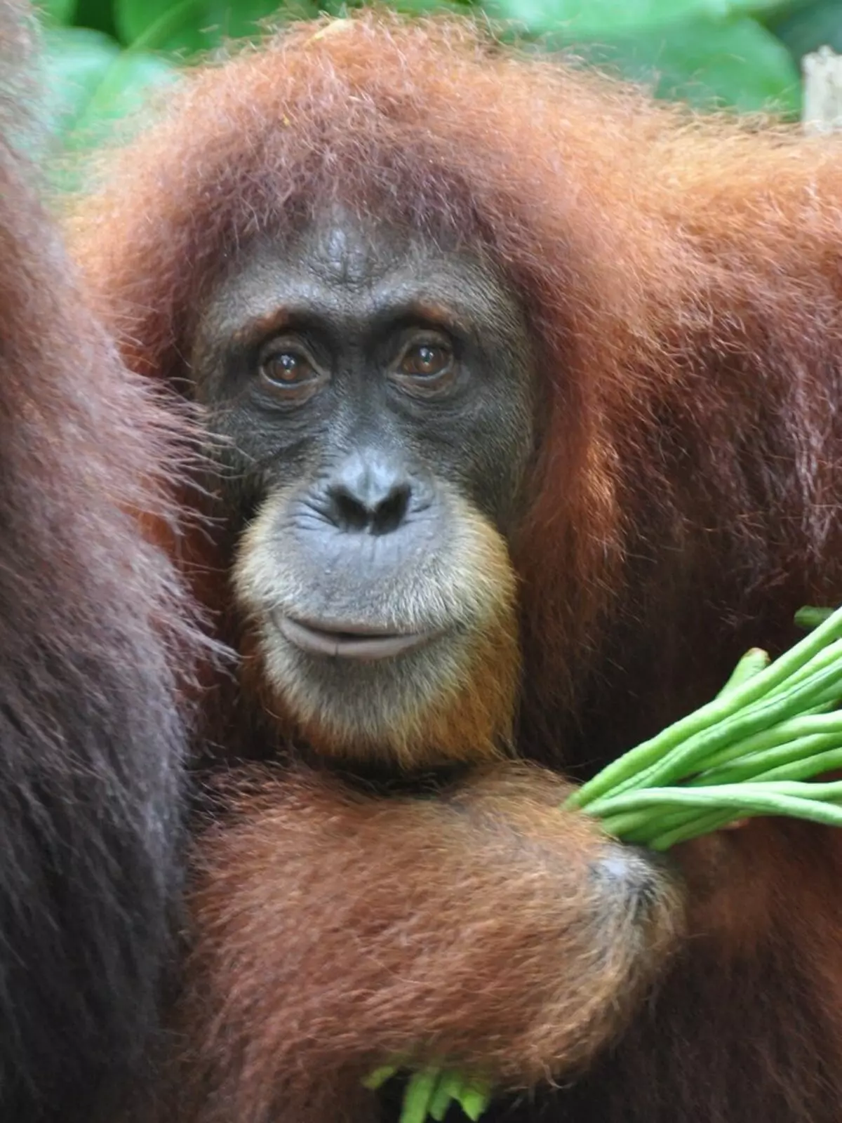 Orangutan učit mluvit: video