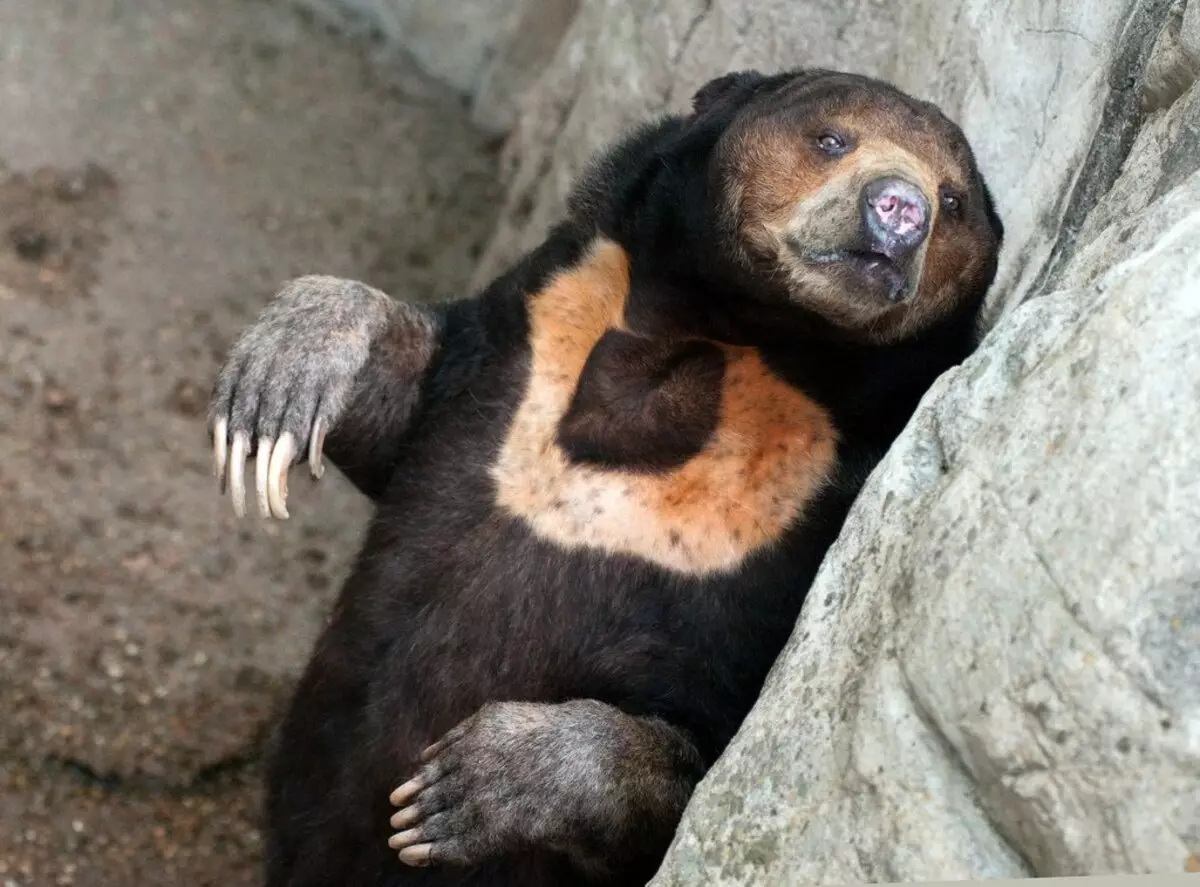 Les braconniers transportés pattes d'ours congelés sur le bus