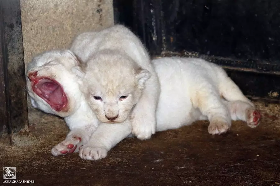 Three snow-white lion fits were born in Tbilisi