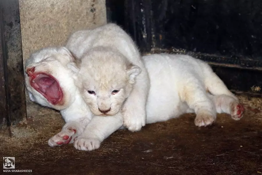 Simba tatu-nyeupe ya simba zilizaliwa katika Tbilisi