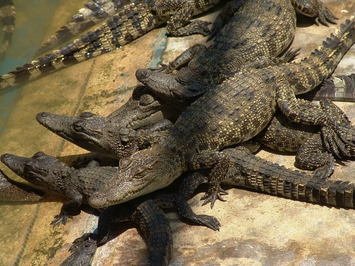 400 crocodiles ҷавон идора ба ман poachers наҷот