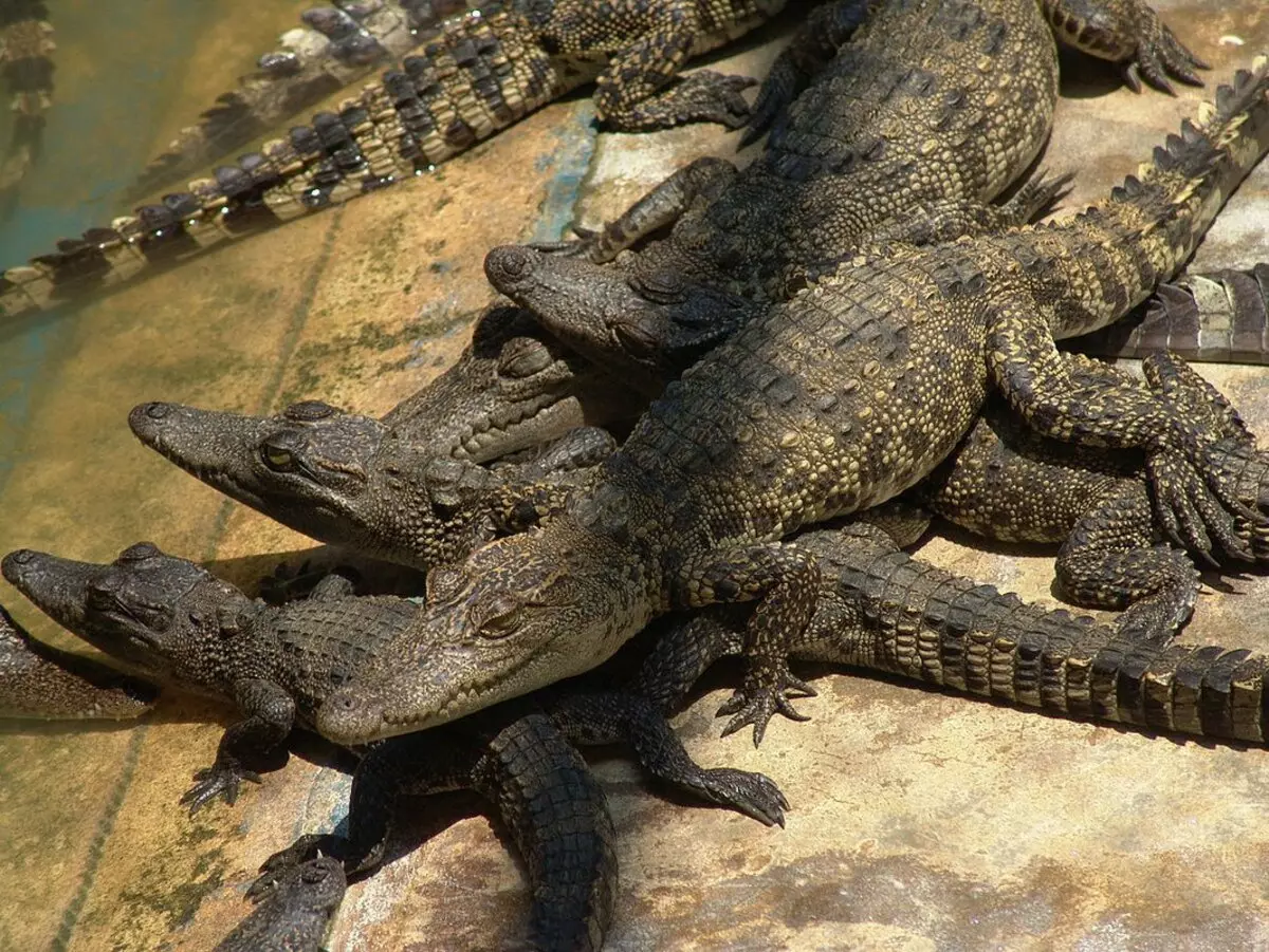 400 gənc timsah mənə poachers saxlamaq üçün idarə