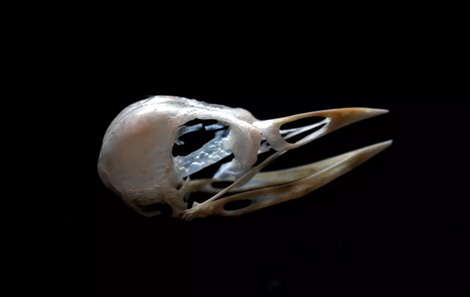 在波蘭發現奇怪的埋葬：嘴裡的孩子 - 鳥的頭骨