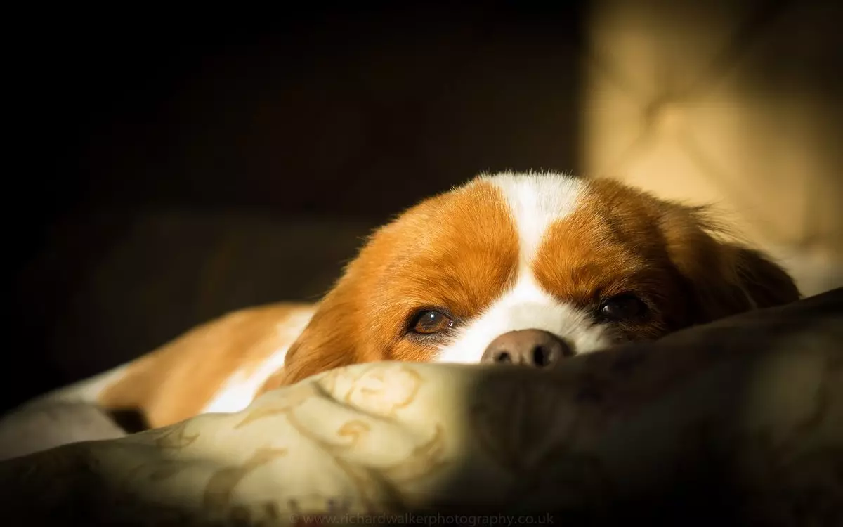 Waarom honden begonnen te vermenigvuldigen