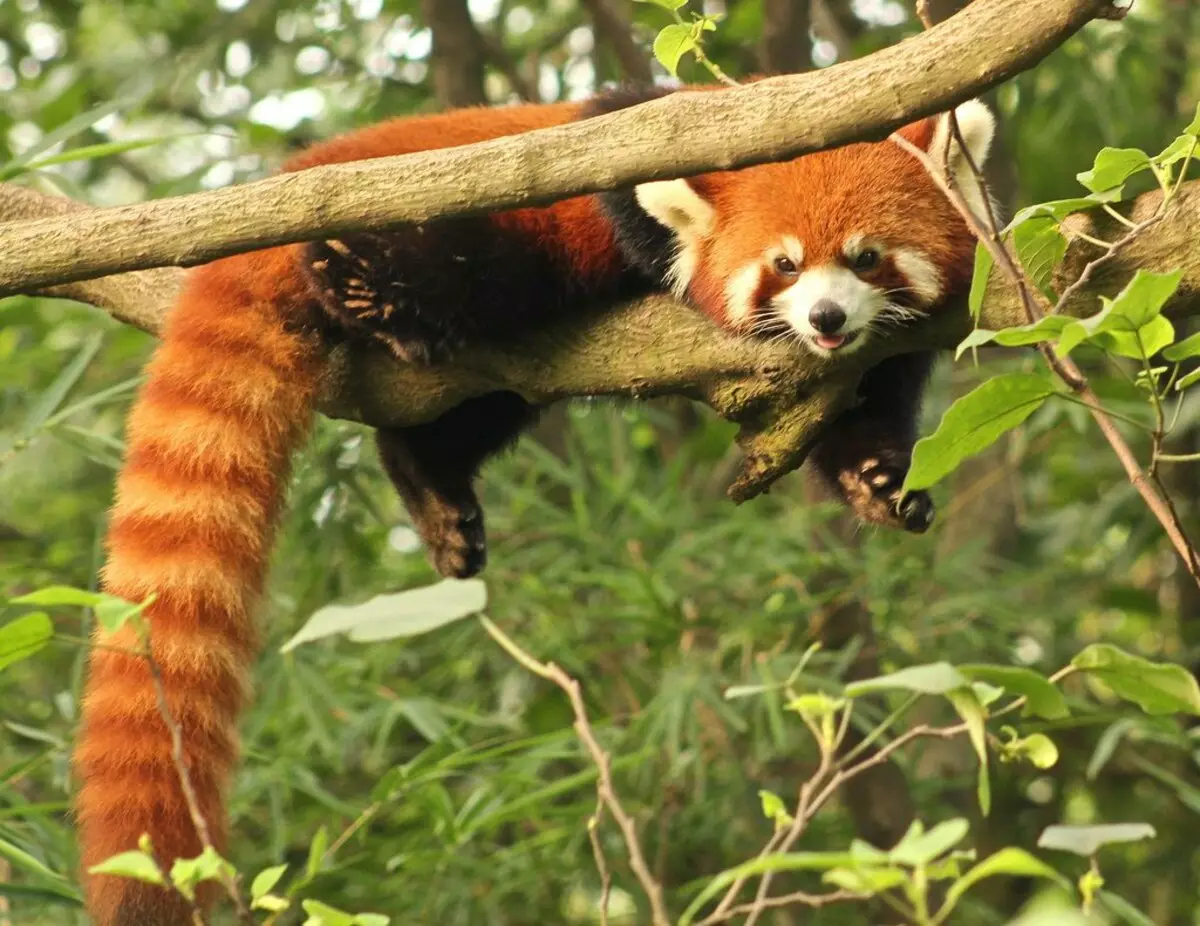 Small panda returned to the zoo after 8 months of escape