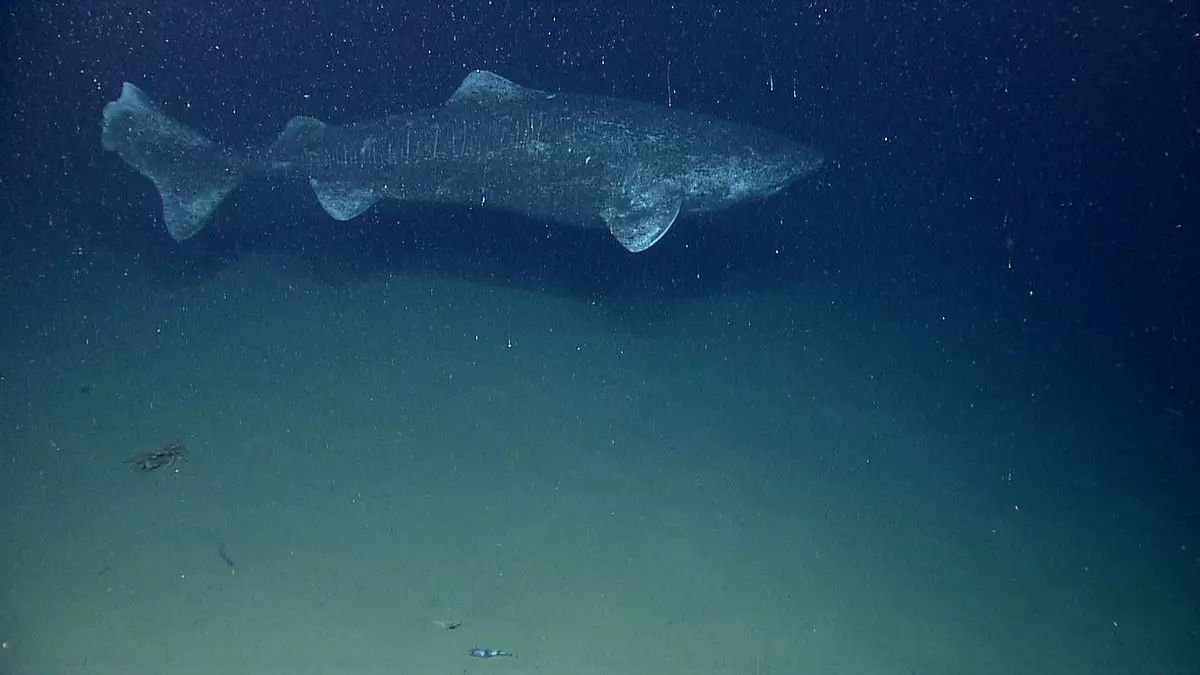 400 tausaga mo le 'aiga o le aoauli: umi-nofo i totonu o vertebrates