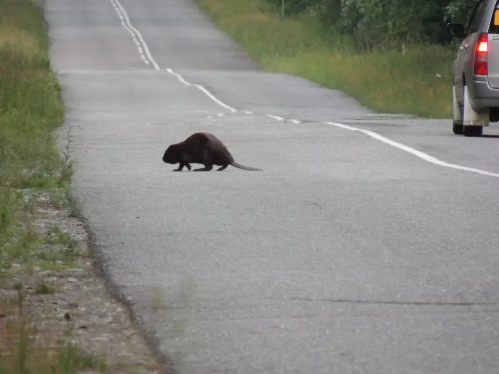 Shushensky Beaver ass op enger Rees laanscht d'Autobunn gaang