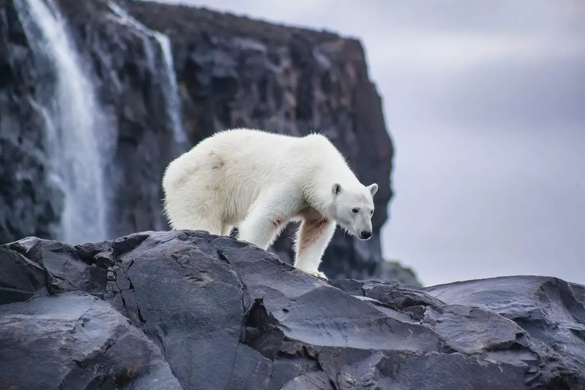 Die grondgebied van die Park "Russiese Arktiese" is met 7 miljoen hektaar
