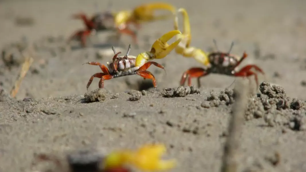 Rapuja Valitse turvallinen sukupuoli: Video