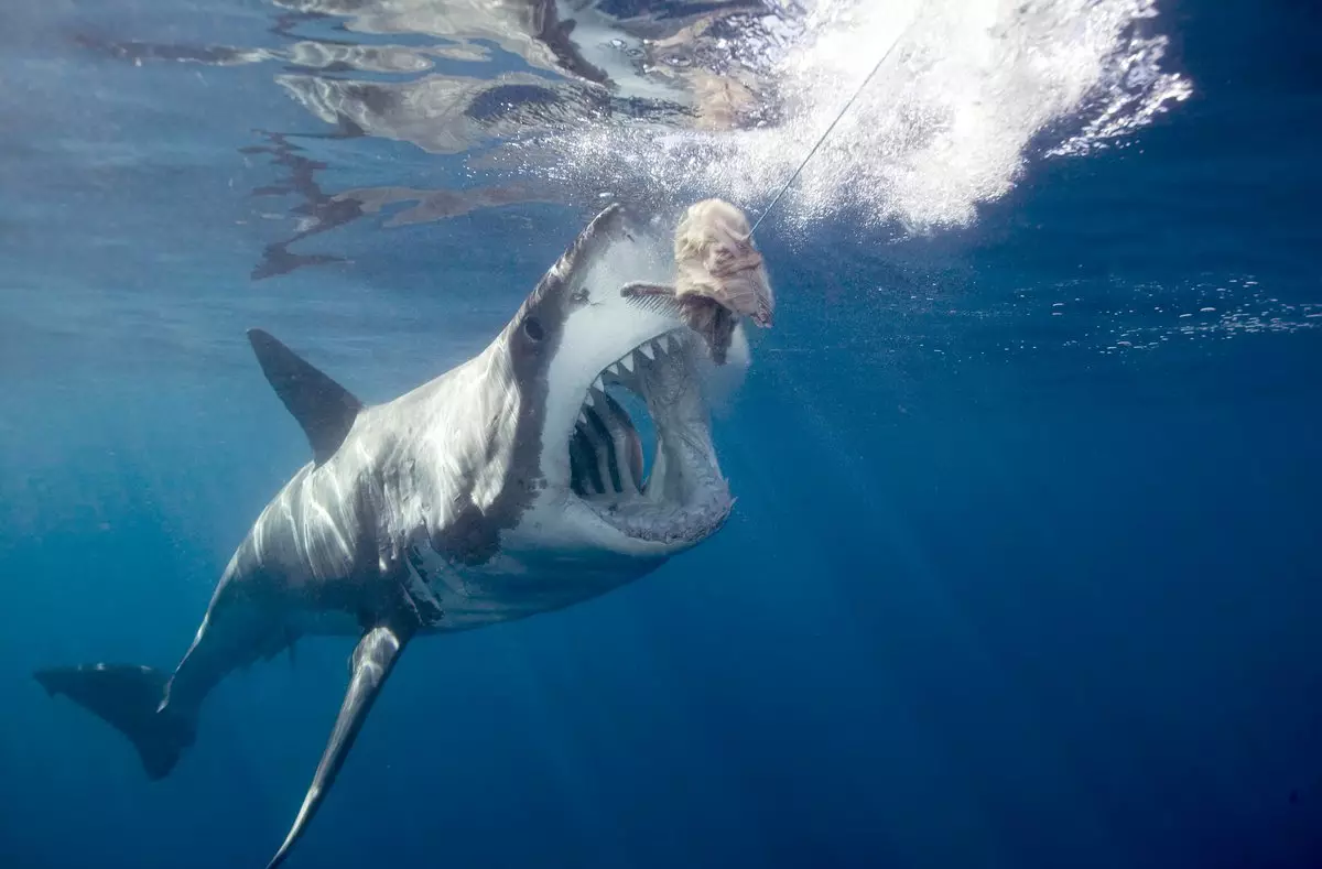 Denti sharcopile: uno degli esperimenti scientifici più originali