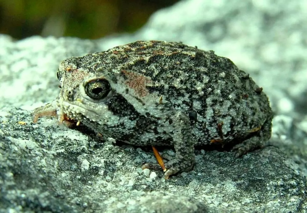 Isiginali yenhlekelele ye-Frog yethule izivakashi: Ividiyo