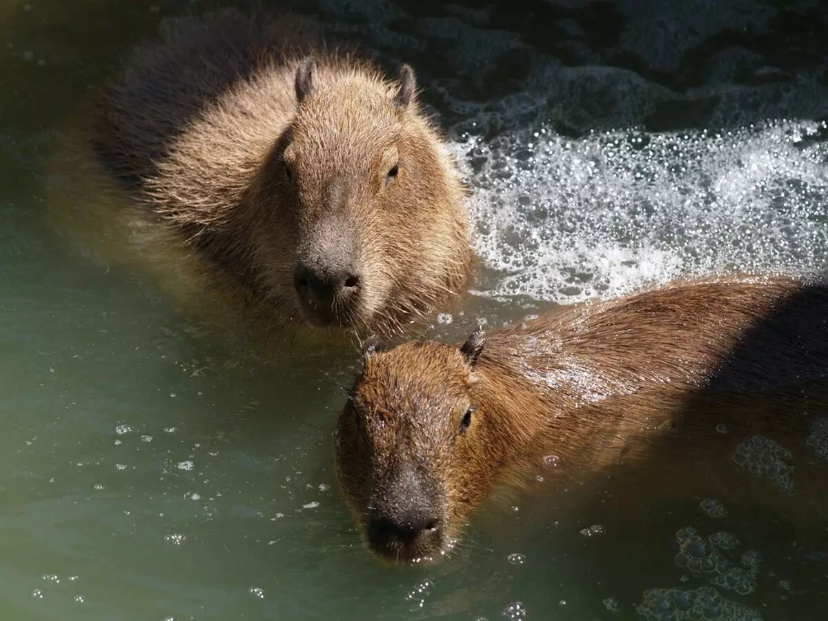 Kapibar pertama kali lahir di Zoo Kaliningrad: Video