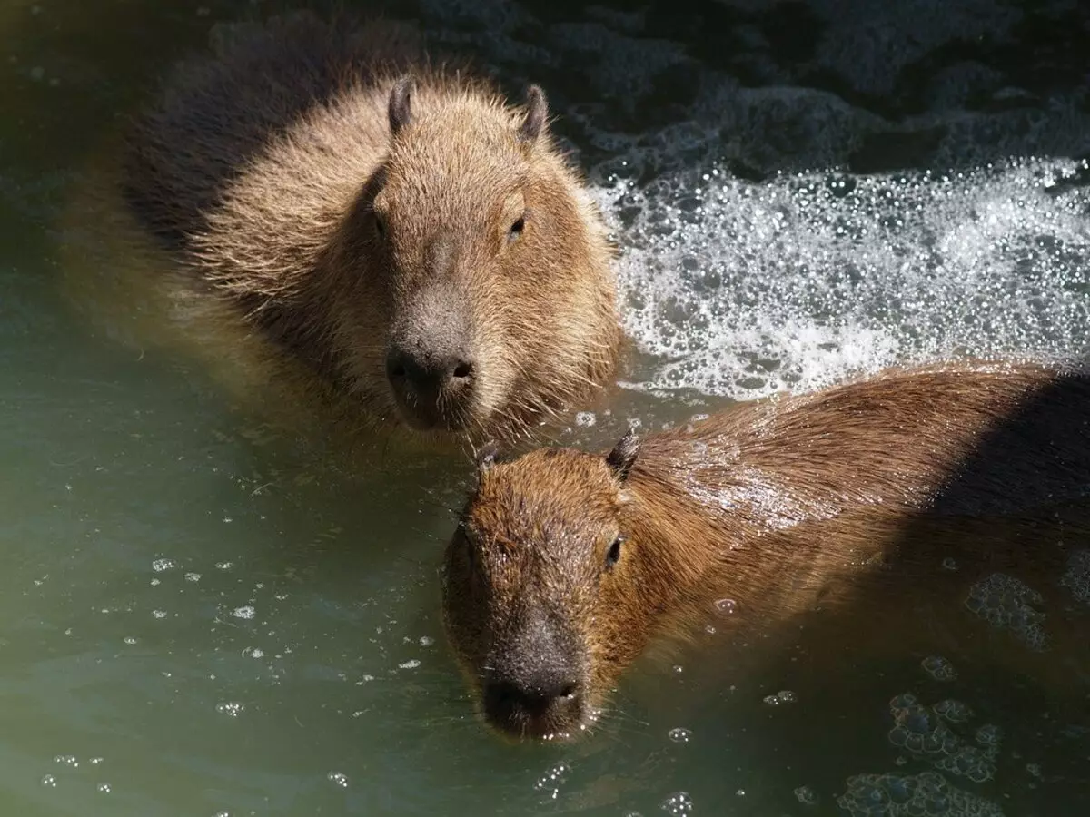 Capibowie po raz pierwszy urodzono się w Kaliningradzie zoo: wideo