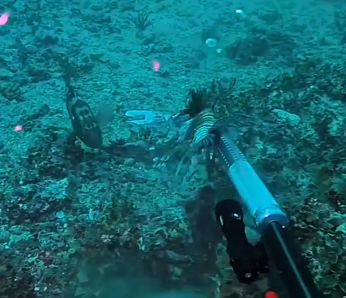 Los ambientalistas disparan alas de pescado en el Atlántico