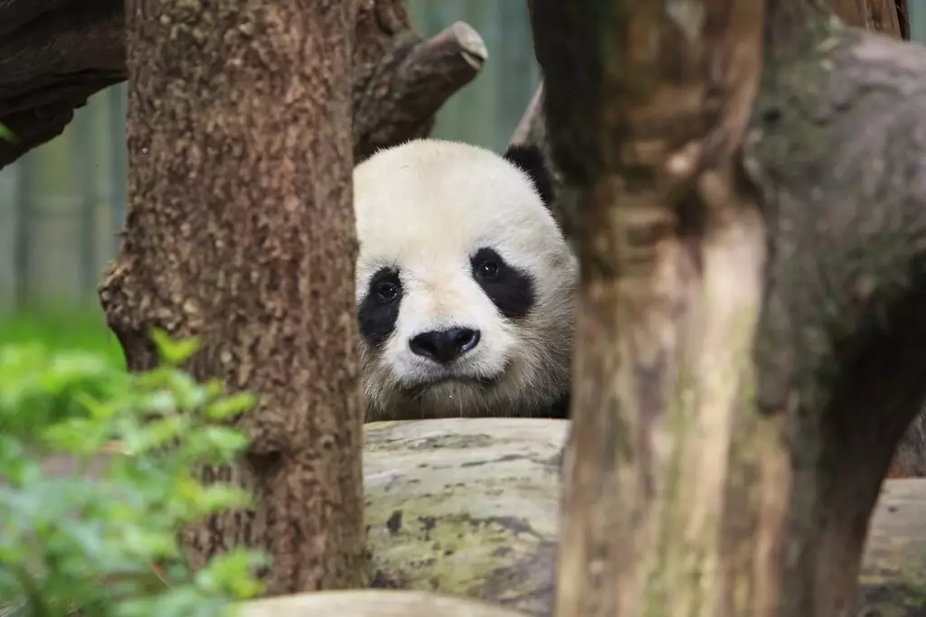 Töltő panda-sportoló: Videó