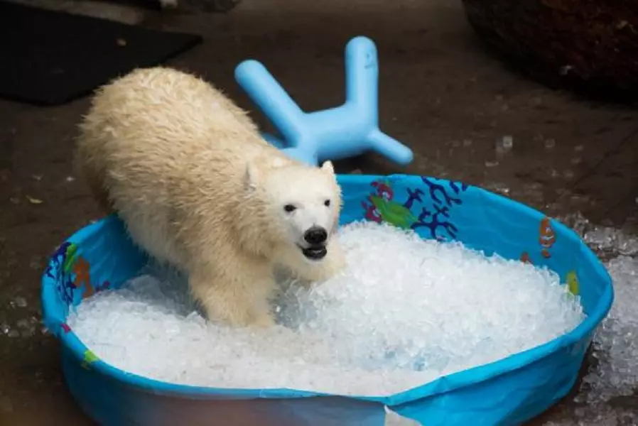 Happiness tal-maġġuri abjad, li rriżulta fil-pool tas-silġ: Video