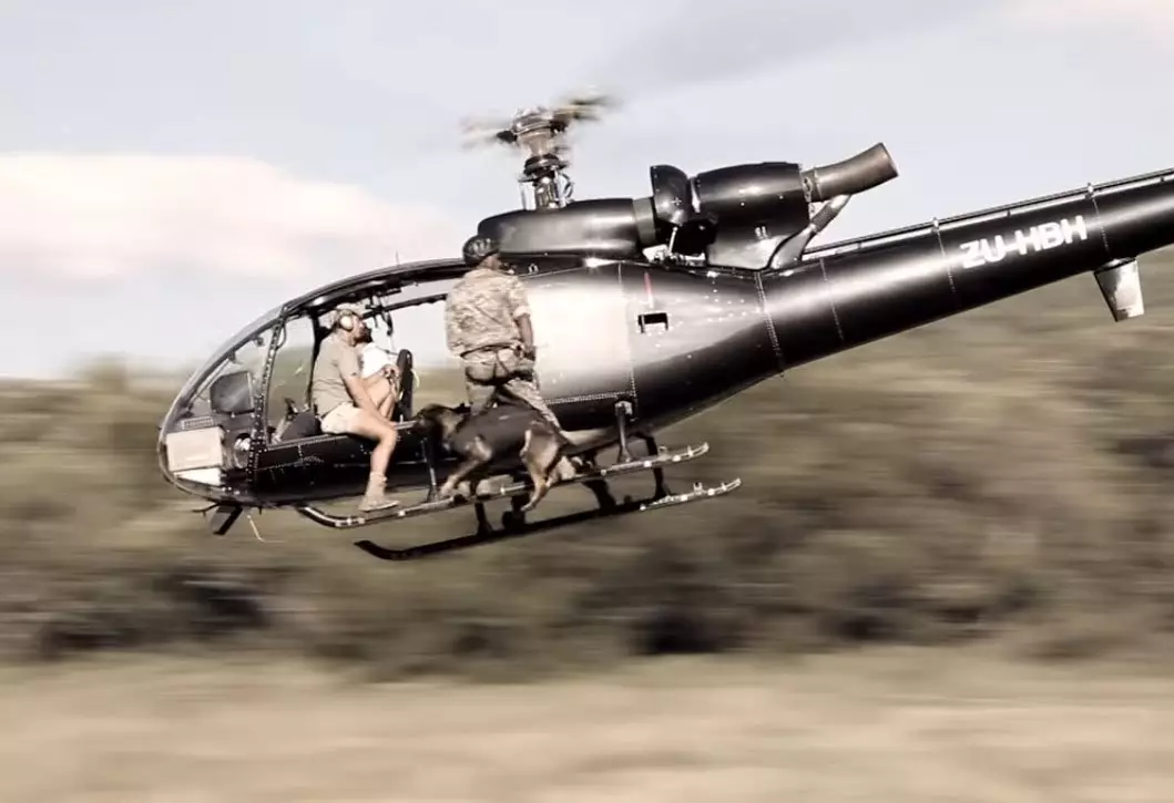 狗 - 跳伞运动员如何与偷猎者挣扎：视频