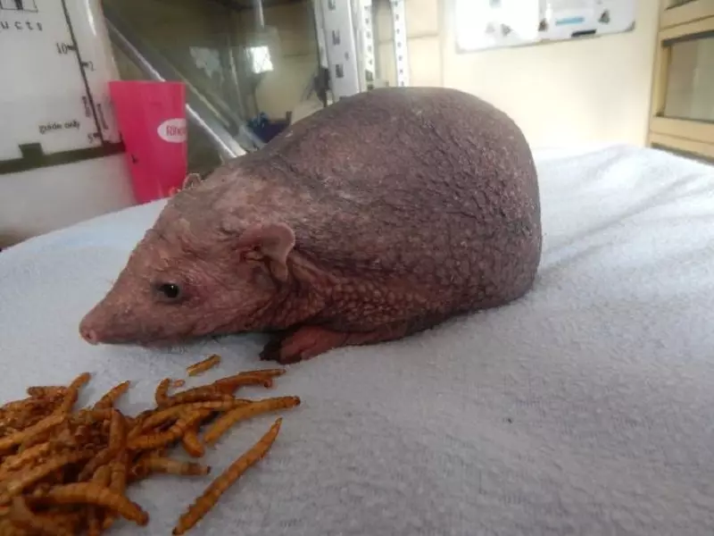 Bagaimana Bantuan Hedgehog Bald: Video