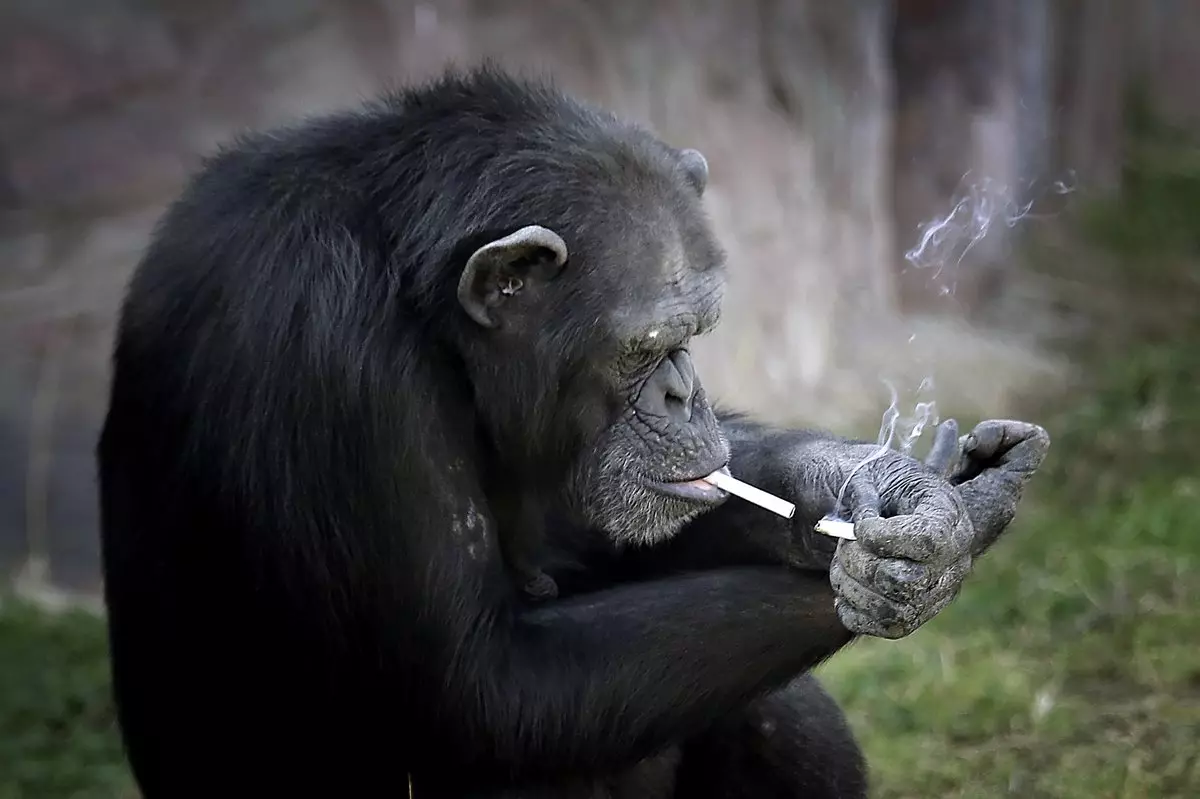 Zoo Korea Utara memperoleh cimpanzi merokok