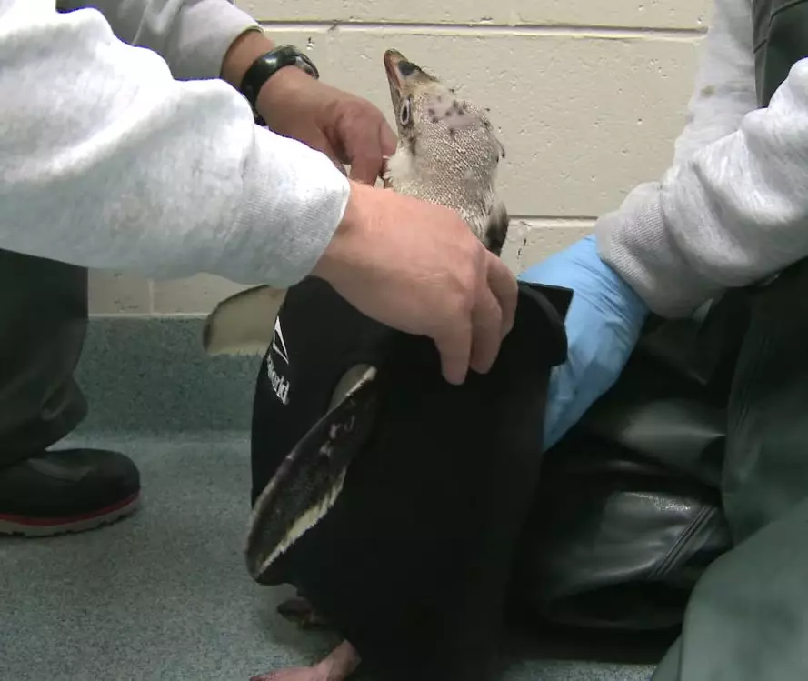 Пингвинът, които бяха лишени от пера неопренов костюм зашити: видео
