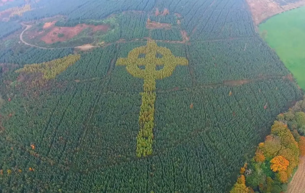 O forester pousou as árvores em forma de uma cruz: vídeo