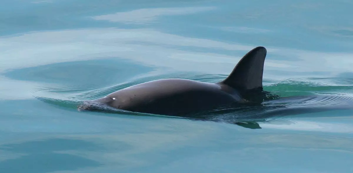 Dolphin më i vogël në botë është ruajtur tani nga shteti